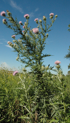 Cirsium discolor (Field Thistle) | Tree Talk Natives