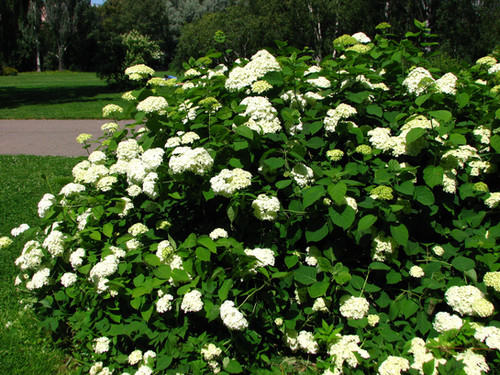 Hydrangea, Wild | Tree Talk Natives
