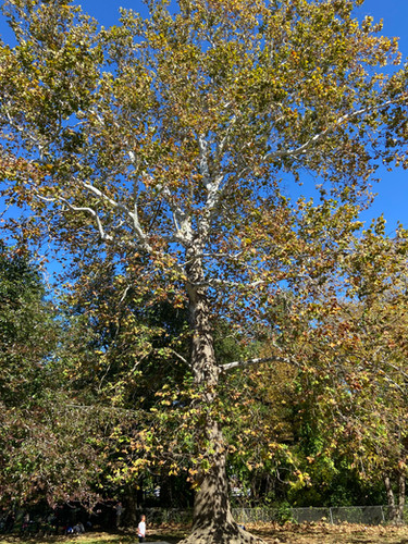 Sycamore | Tree Talk Natives