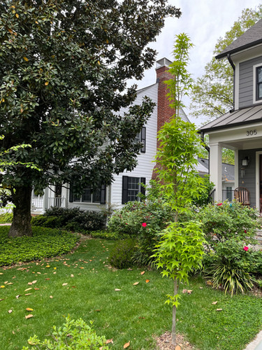 Sweetgum 'Slender Silhouette' | Tree Talk Natives