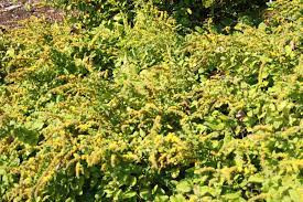 Goldenrod, Autumn 'Golden Fleece' | Tree Talk Natives