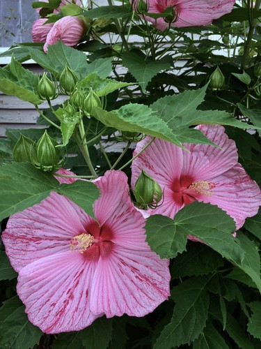 Hibiscus moscheutos (Swamp Rose Mallow) | Tree Talk Natives