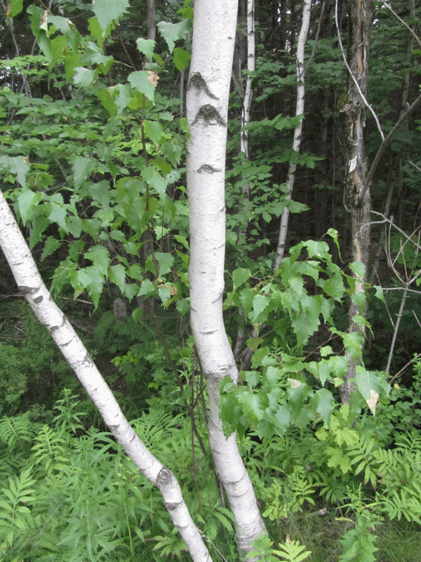 Birch, Gray Whitespire | Tree Talk Natives