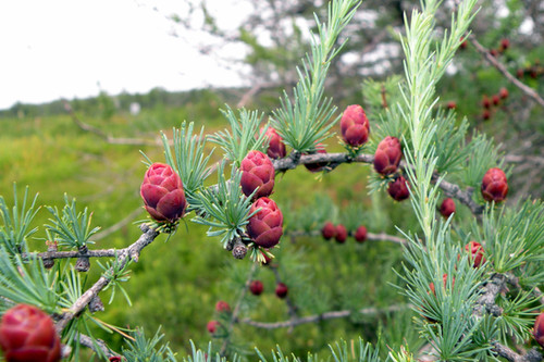 American Larch | Tree Talk Natives