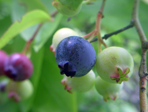 Vaccinium corymbosum (Highbush Blueberry) | Tree Talk Natives