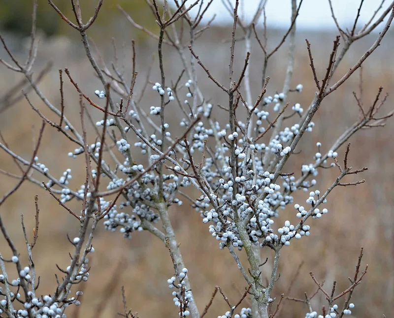 Bayberry, Northern | Tree Talk Natives