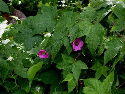 Buy Purple-flowering Raspberry | Tree Talk Natives