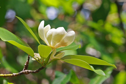 Magnolia virginiana (Sweetbay Magnolia) | Tree Talk Natives