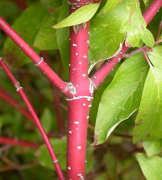 dogwood red stem