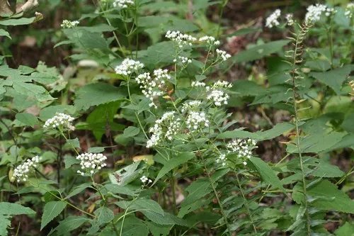White Snakeroot | Tree Talk Natives