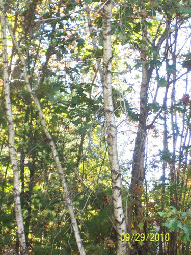 Birch, Gray | Tree Talk Natives