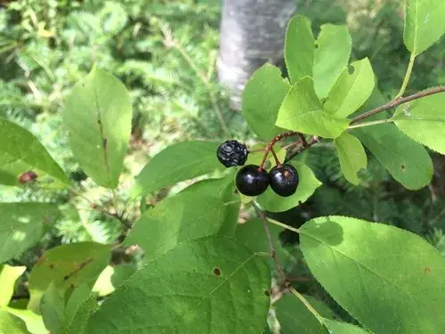 Massachusetts Trees & Shrubs - Native Plants for Sale | Tree Talk Natives