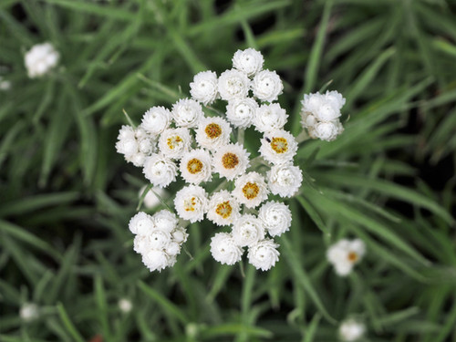 Anaphalis margaritacea (Pearly Everlasting) | Tree Talk Natives