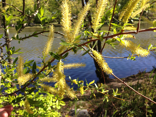 Willow Black Tree Talk Natives