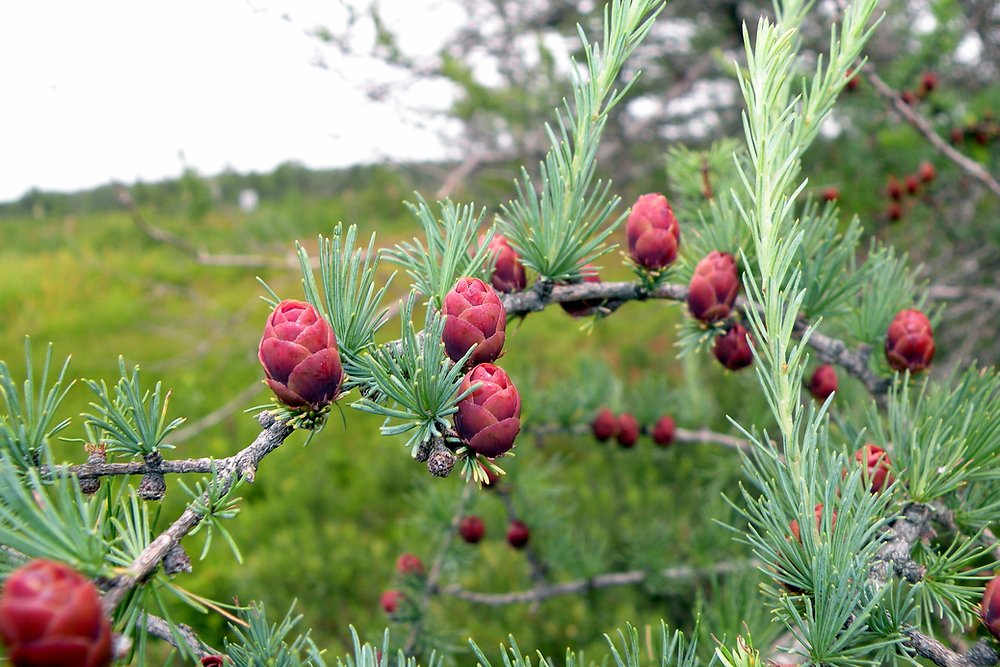 Seeing Red? It might be a Tamarack
