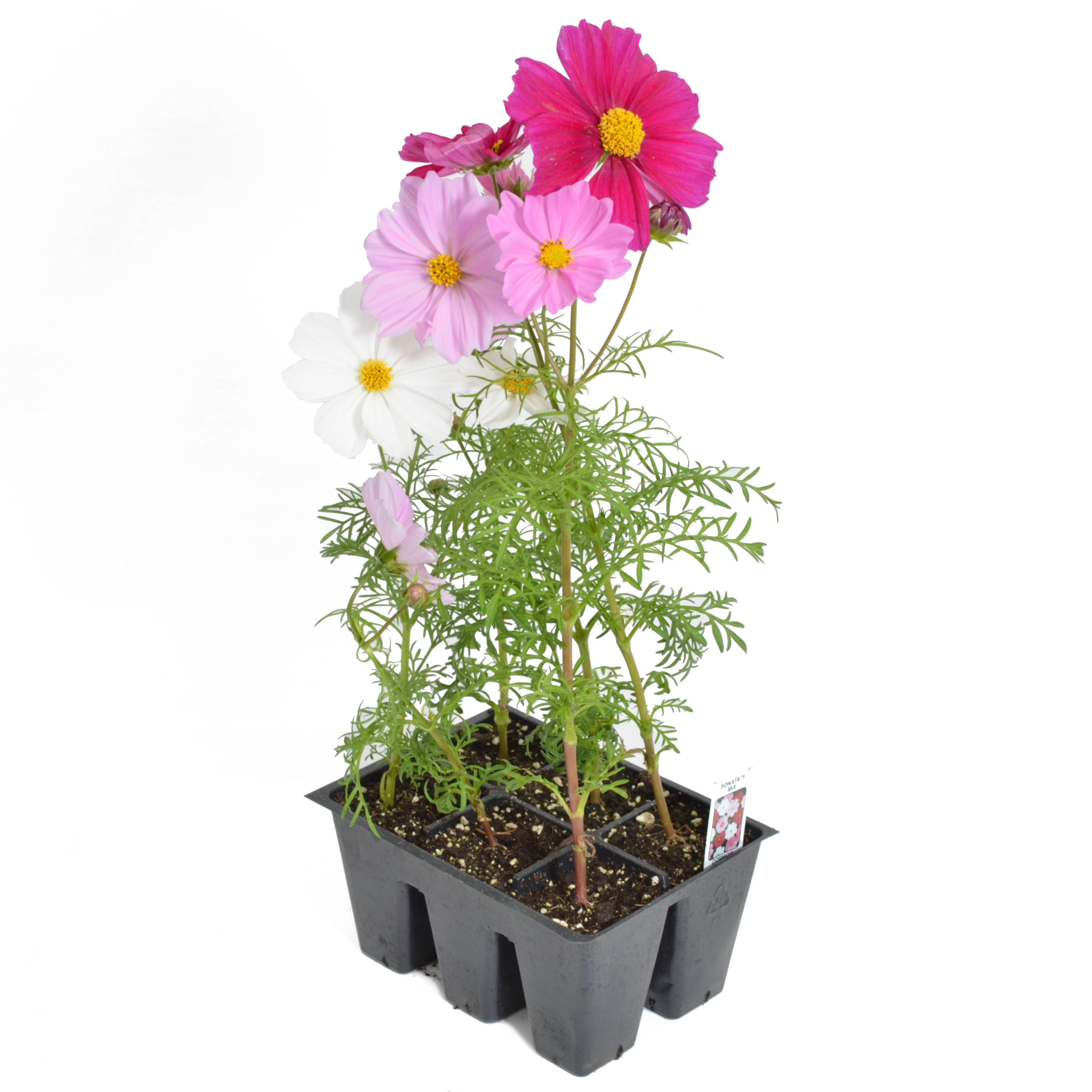 cosmos-sonata-mix-market-pack