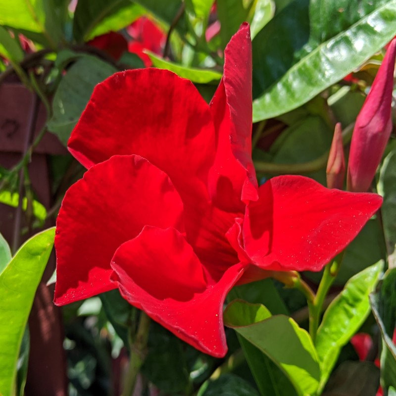 mandevilla-red