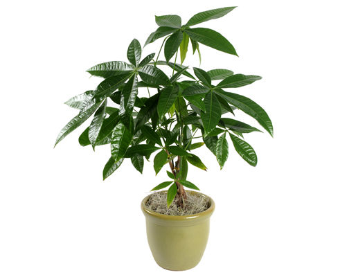 money-tree-w-braided-trunk