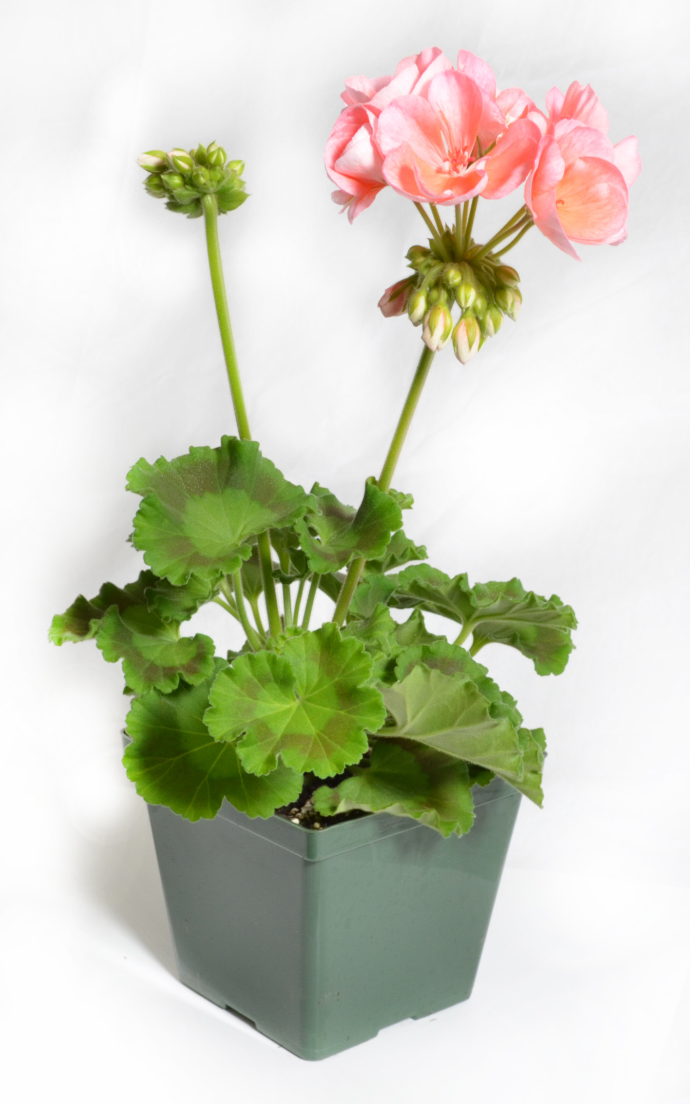 zonal-geranium-4-5-pot-assorted-colors