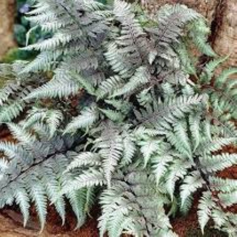 athyrium-pictum-fern-4qt