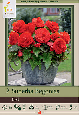 begonia-superba-red