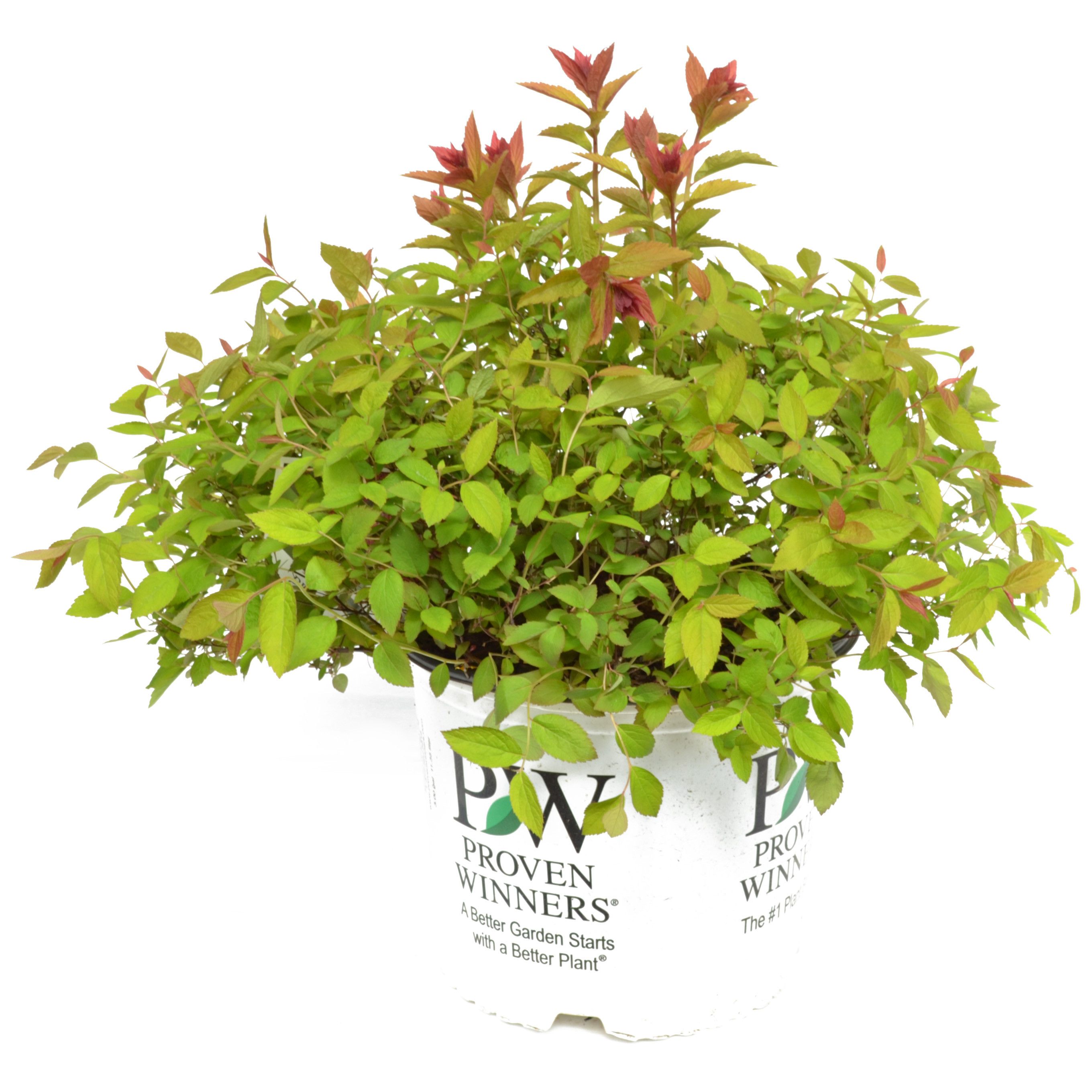 spiraea-double-play-red-3