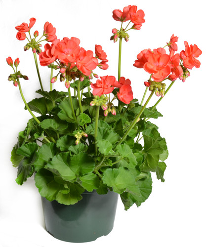 Geranium 6" Pot Assorted Colors | Johnson's Florist