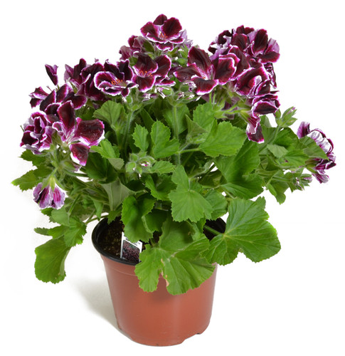 Regal Geranium 'Elegance Imperial' 6" Pot | Johnson's Florist
