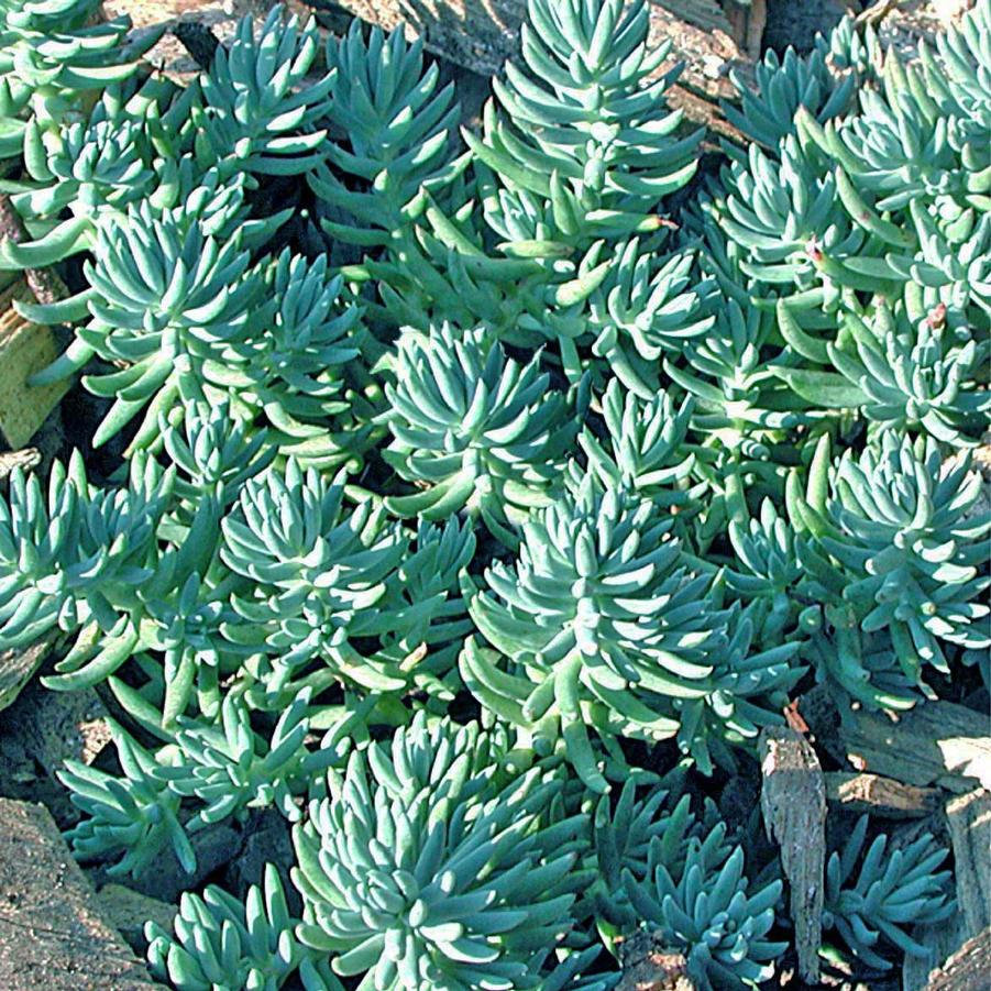 sedum-blue-spruce-1-qt