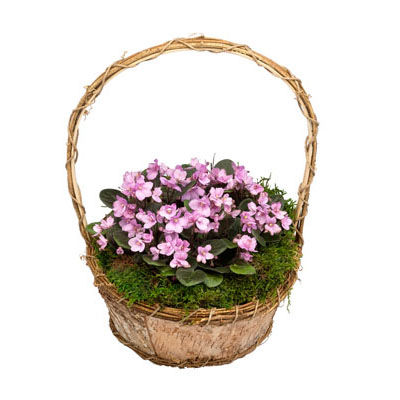 african-violet-basket