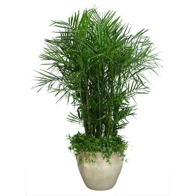 Bamboo Palm in Pot | Johnson's Florist
