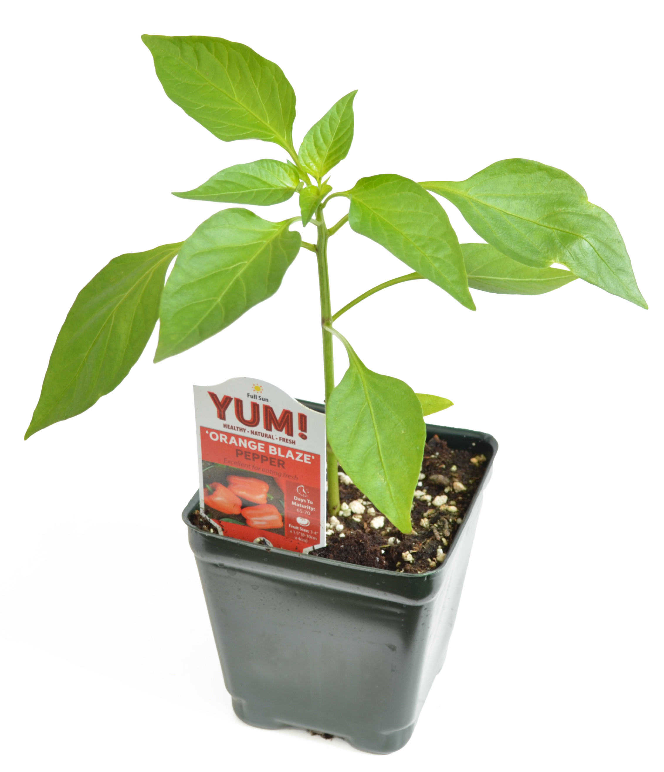 pepper-orange-blaze-3-5-pot