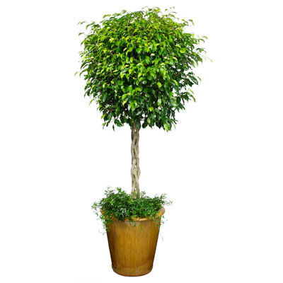 ficus-in-pot