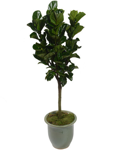 ficus-little-fiddle