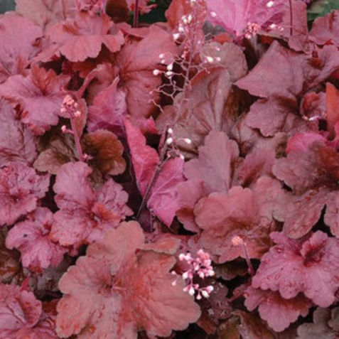 heuchera-fire-alarm-4qt