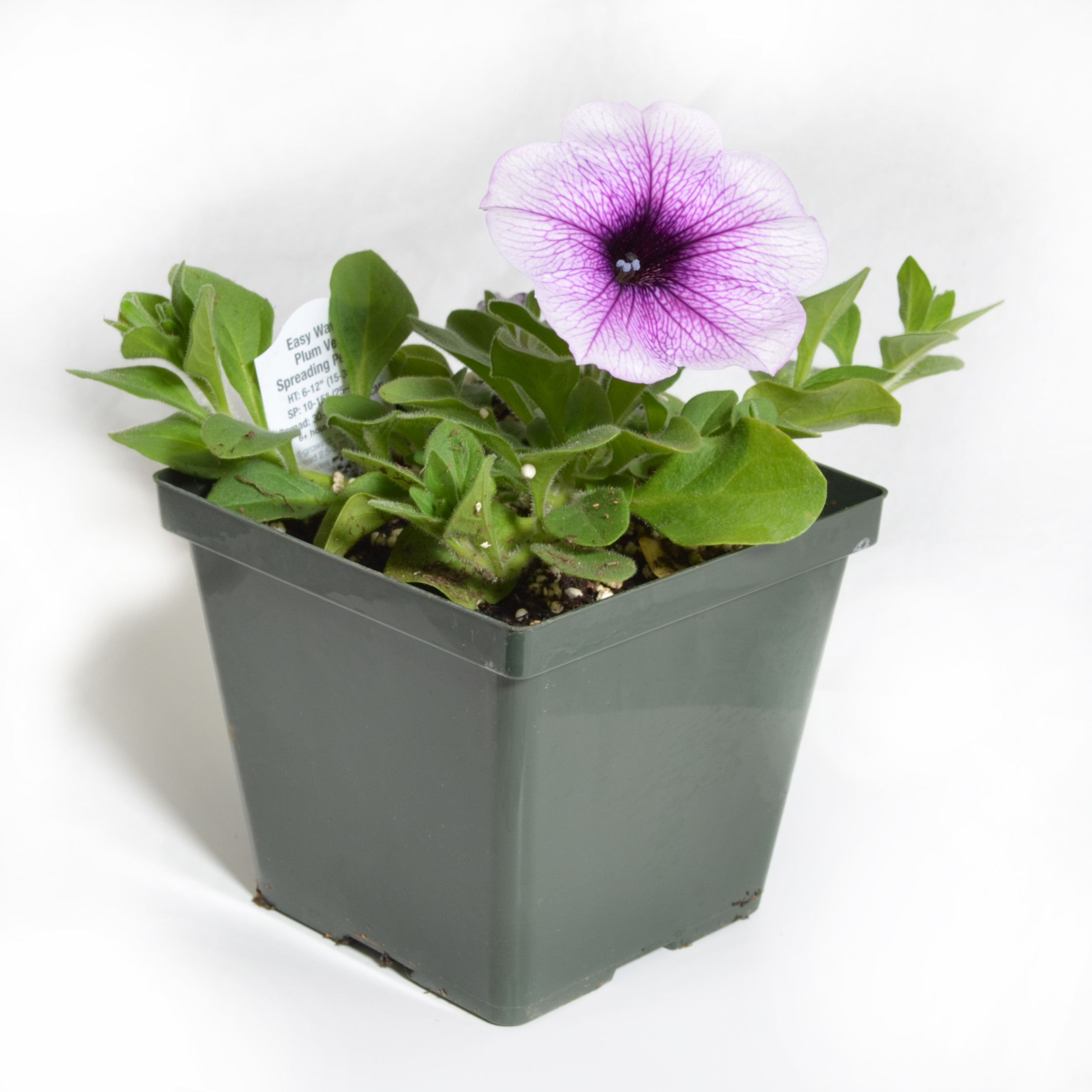 petunia-easy-wave-assorted-colors