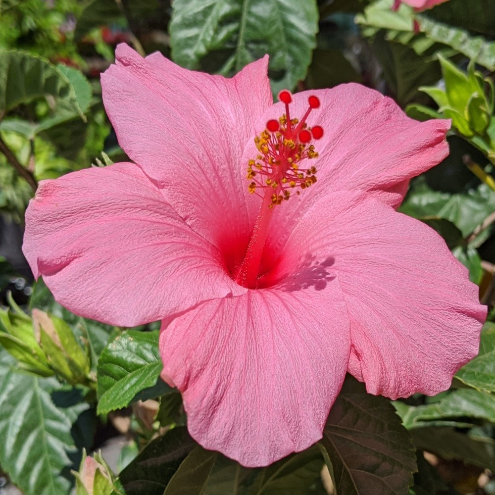 hibiscus-standard