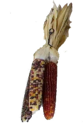 miniature-indian-corn-bunch