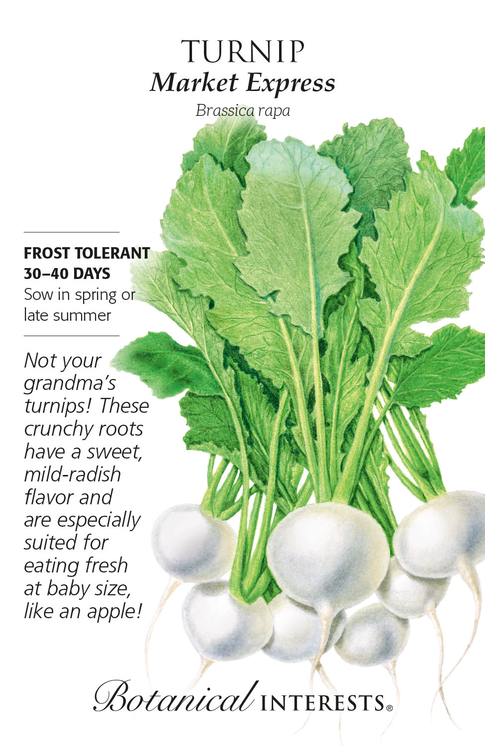 turnip-market-express-1