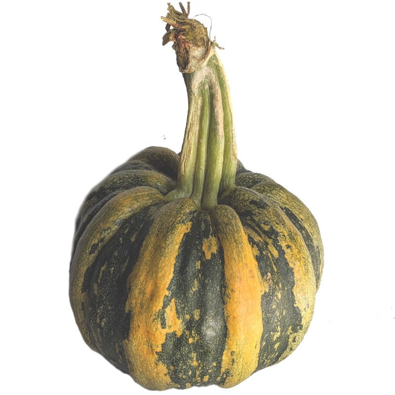 large-acorn-squash-pumpkin