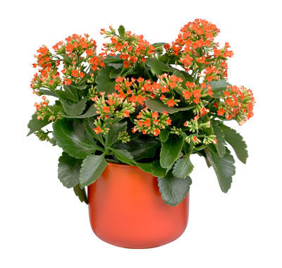 kalanchoe-w-pot
