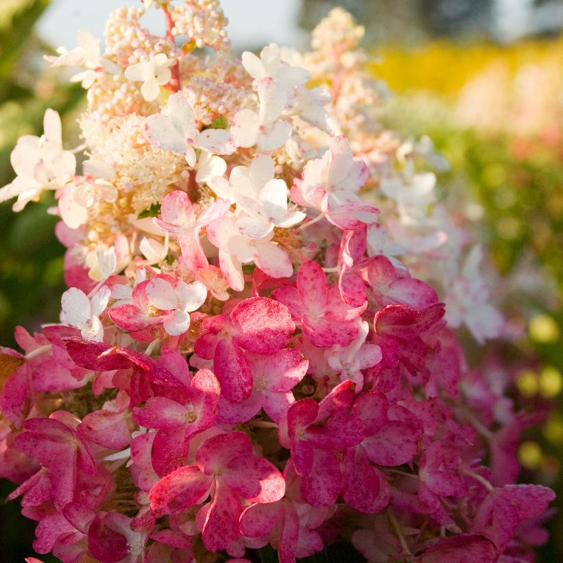 hydrangea-pani-pinky-winky-dvppinky