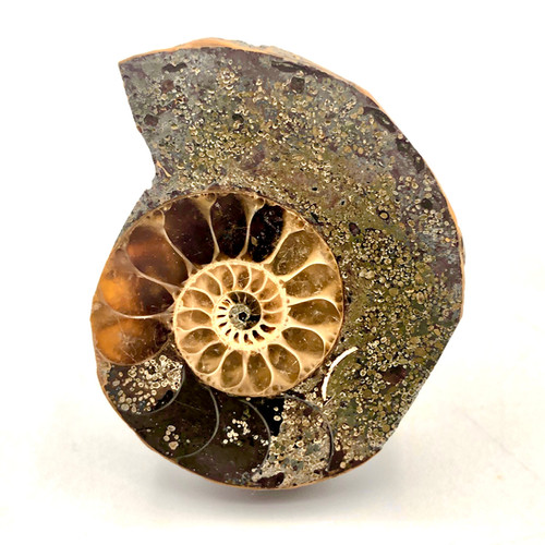 Desmoceras sp. (Amonite) | Cubic Mineral