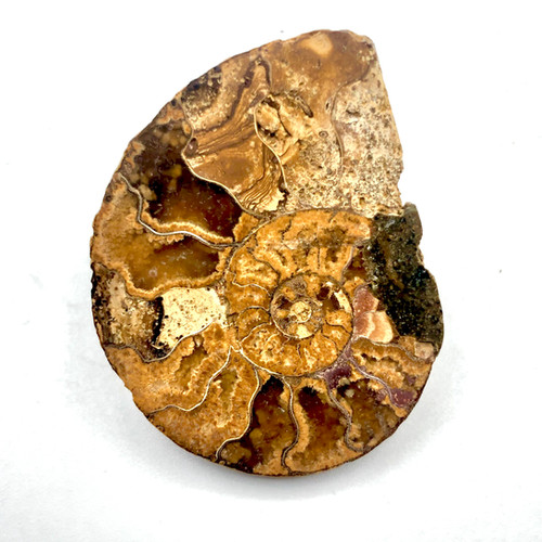 Cleoniceras sp. (Amonite) | Cubic Mineral