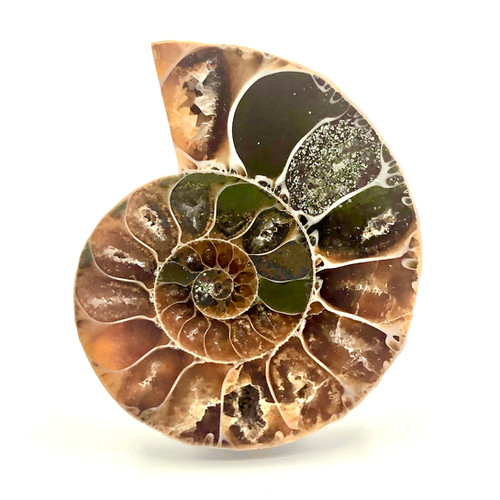 Desmoceras sp. (Amonite) | Cubic Mineral