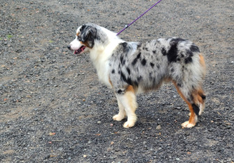 Tini Thyme Mini Aussies | Miniature Australian Shepherds | Bethany ...