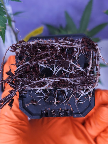 Ice Cream Cake (Seed Junky Genetics) | Pig Tail Gardens