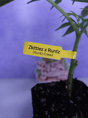 Zorroz #99 - Zkittlez x Runtz (9WeeksHarvest) | Pig Tail Gardens