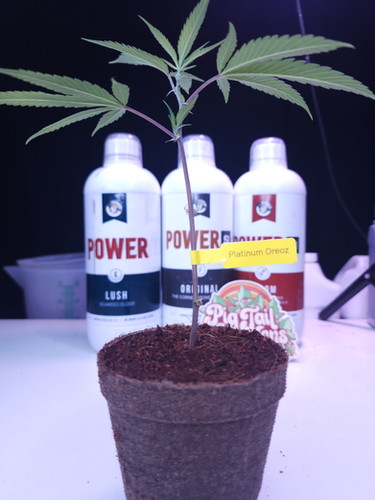 Platinum Oreoz (In House Genetics) | Pig Tail Gardens