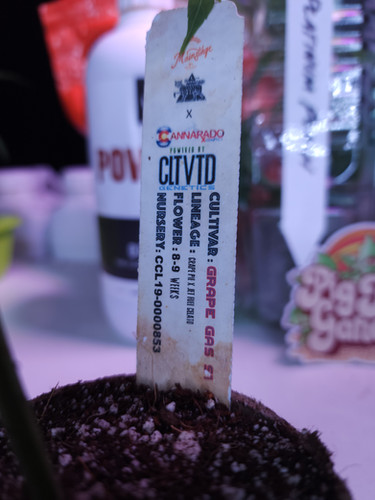 Grape Gas S1 (Compound Genetics) | Pig Tail Gardens